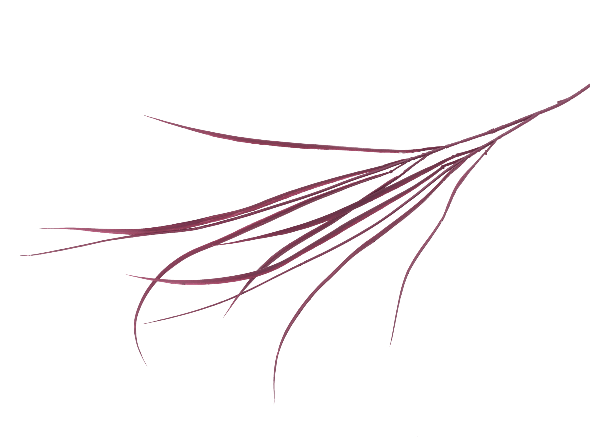 Acorus Grass Crimson - Blooms By Samuel Baker