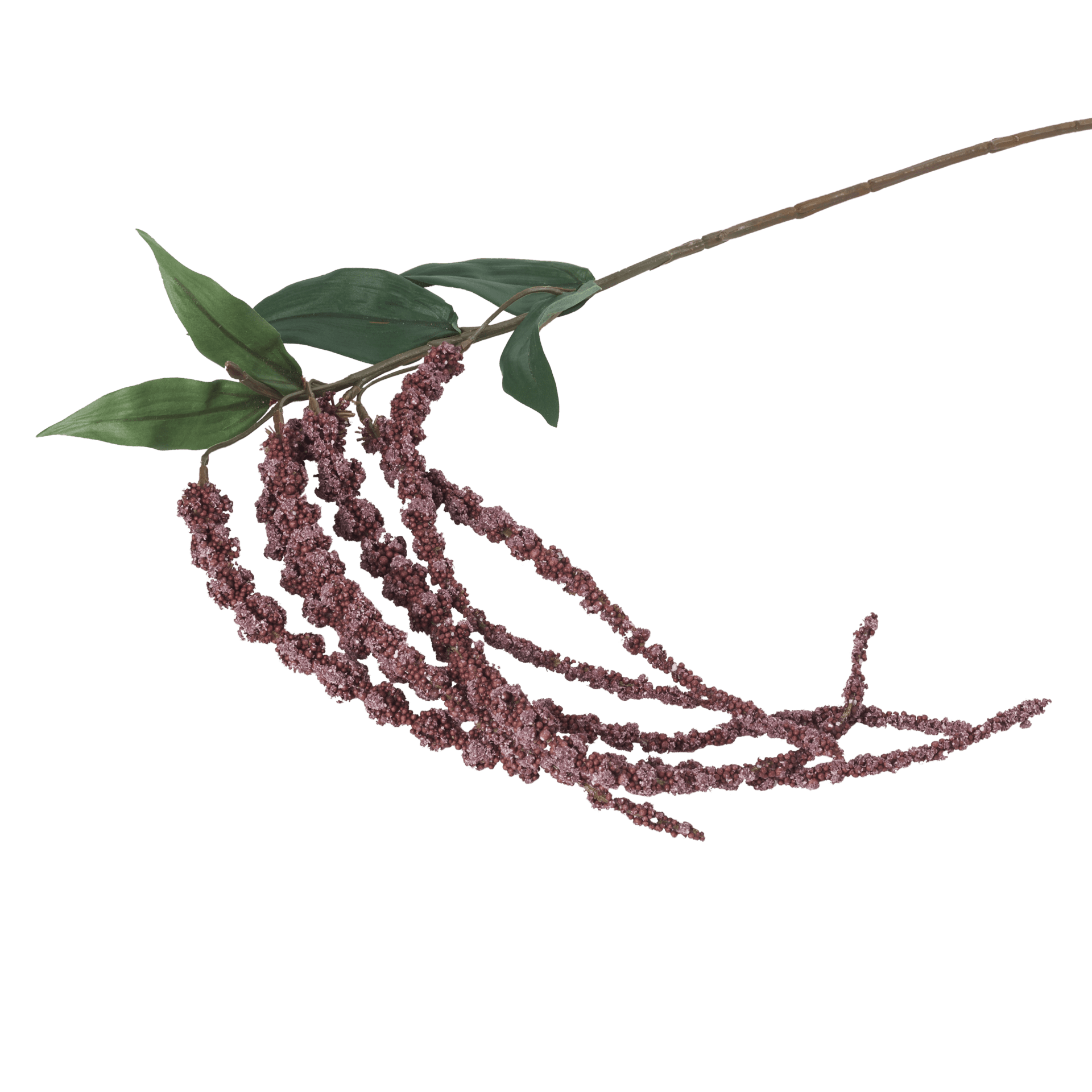 Amaranthus Burgandy Glow - Blooms By Samuel Baker