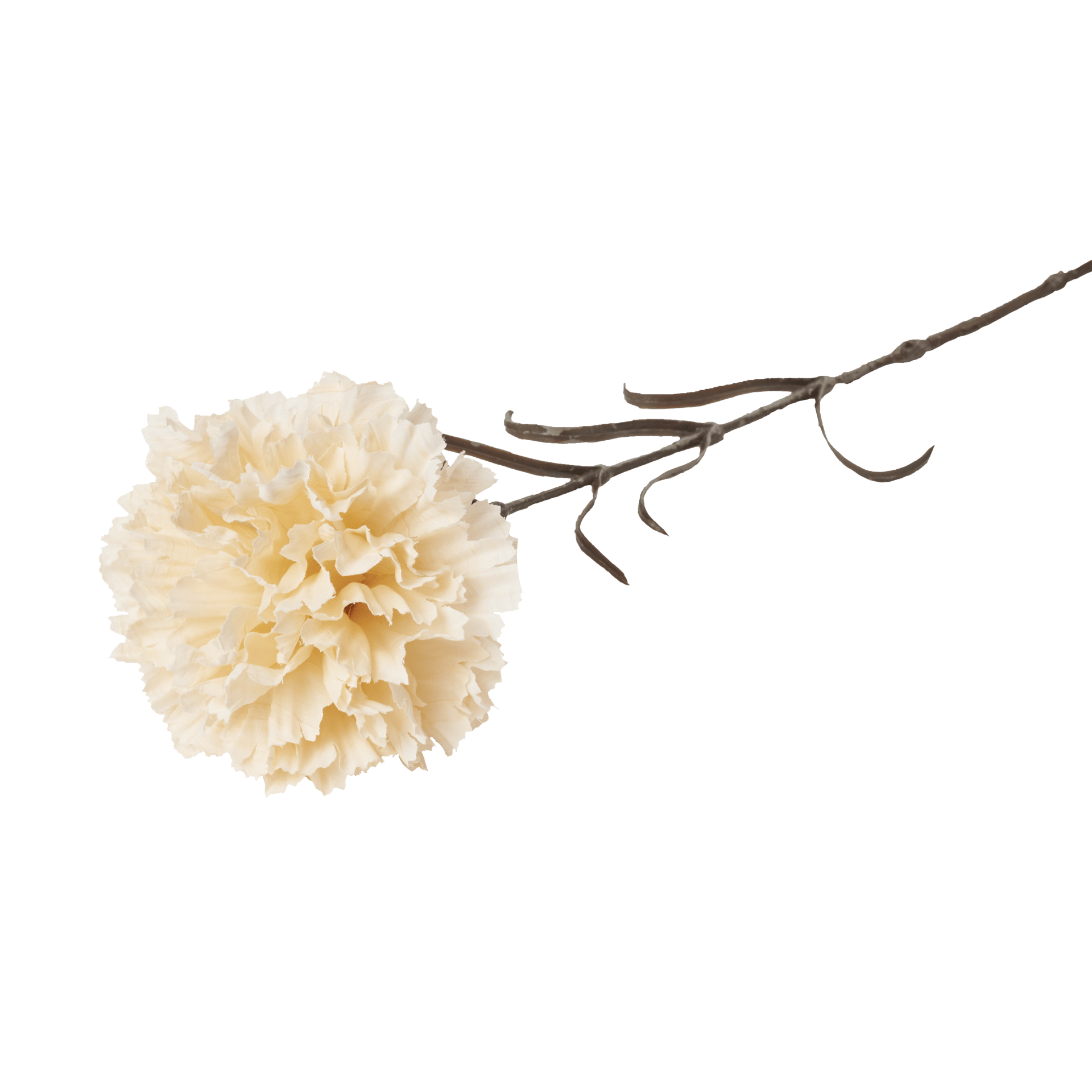 Carnation Delphie - Blooms By Samuel Baker