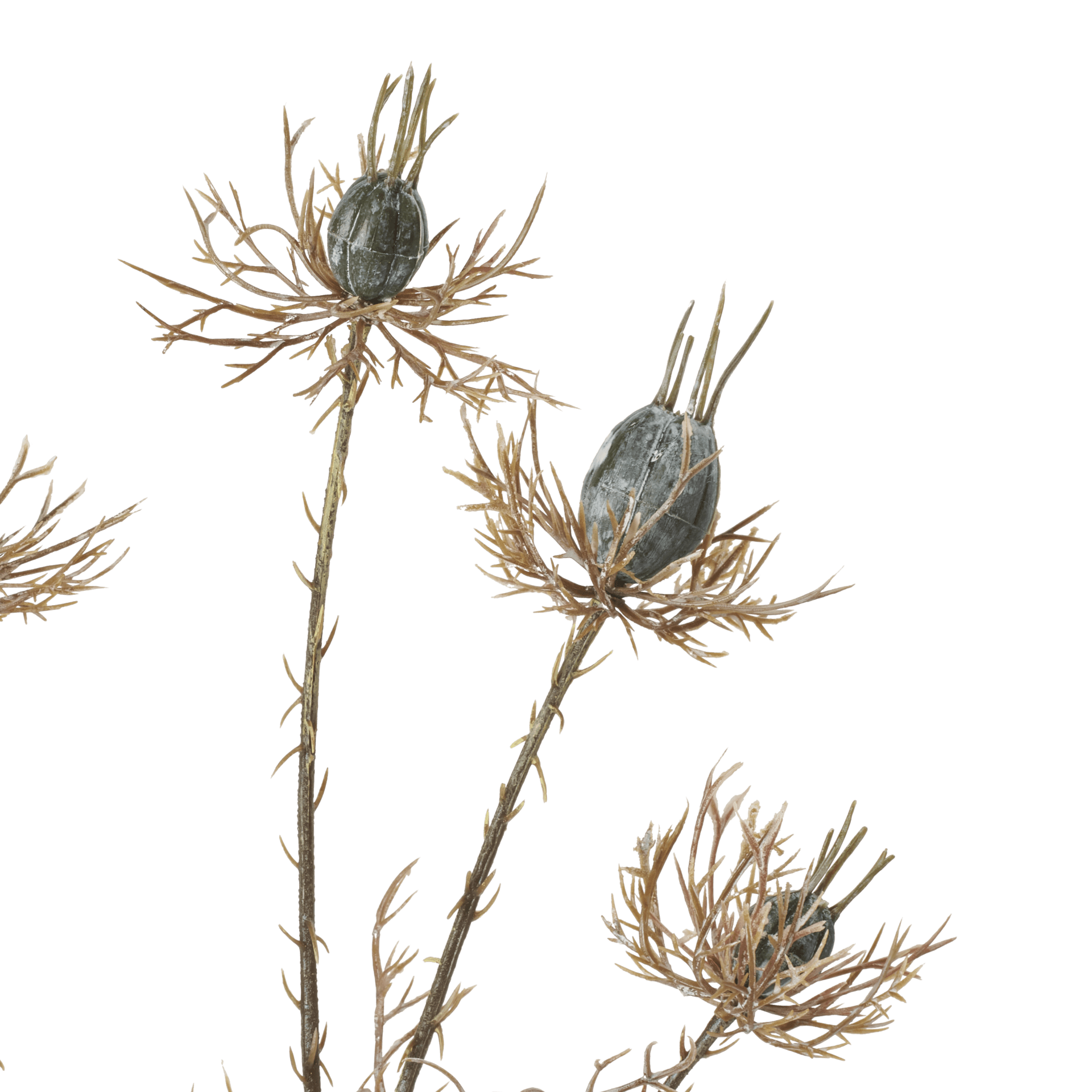 Nigella Demascena Blooms By Samuel Baker nigella-demascena-blooms-by-samuel-baker