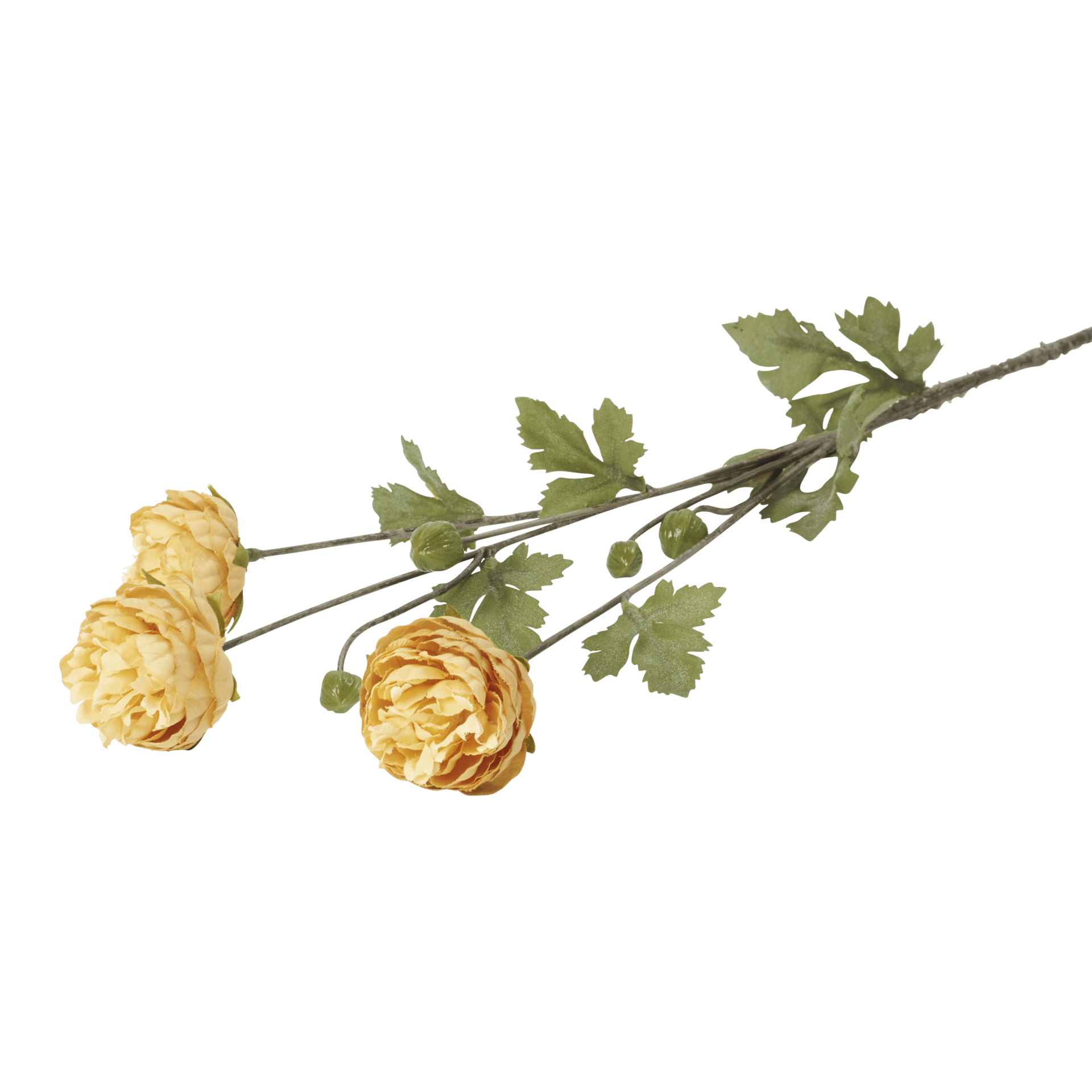 Ranunculus Tomer Sunrise - Blooms By Samuel Baker