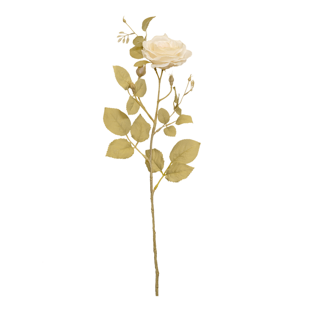 Rosa Crema - Blooms By Samuel Baker